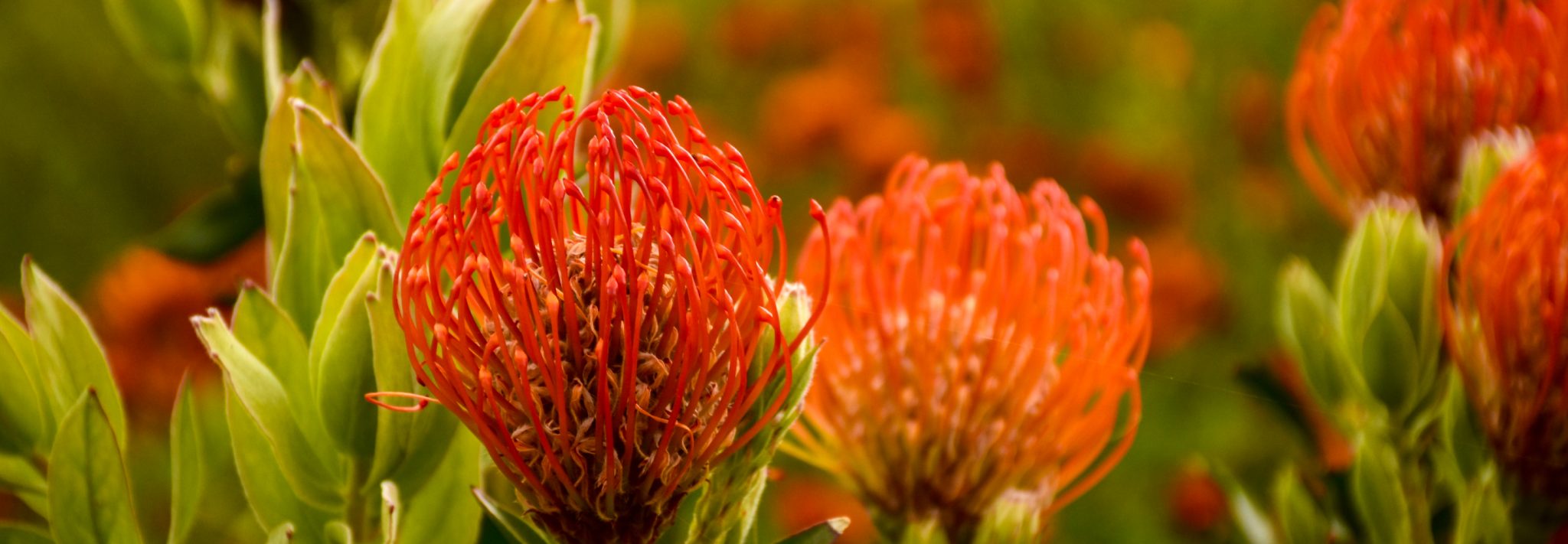 EI - Environmental Incentives