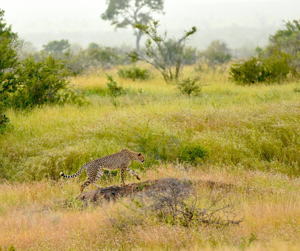 EI Joins Conservation Measures Partnership Board | Environmental Incentives